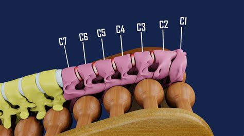 Cervical Vertebrae Anatomy C7