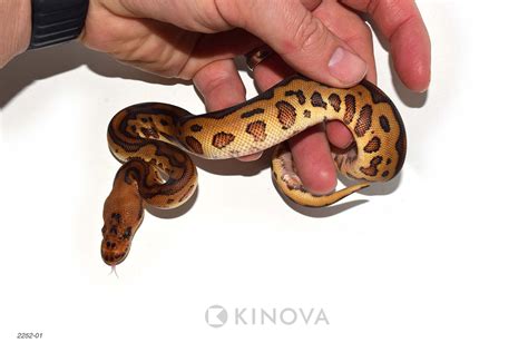 Cypress Redstripe Yb Leopard Clown Ball Python By Kinova Morphmarket