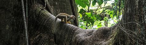 Population De La Guyane Conseils Voyage Guyane