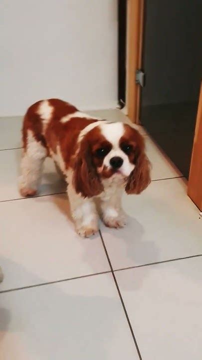 Базука и Текилла Папа не заставляет Youtube