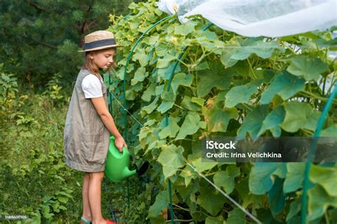 여름 밀짚모자를 쓴 농부 소녀 정원에서 농사를 짓는 작은 채소 정원사 큰 녹색 급수는 신선한 오이 묘목에 물을 줄 수 있습니다 수확 도움 작업 재배 건강한 유기농 식품 시골