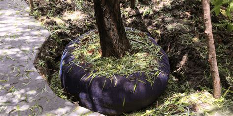 The Art Of Tree Transplanting Tips For Successful RelocationRooted In Success Proven