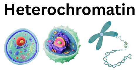 Heterochromatin Types Features Formation Functions