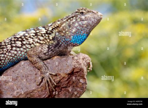 Usa California Lakeside Close Up Of Male Western Fence Or Blue Belly