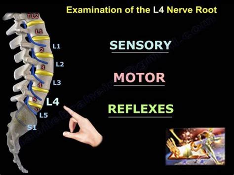 L Nerve Root MEDtube Net