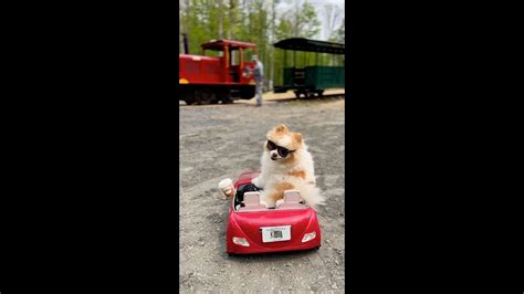 Koda And The Train Youtube