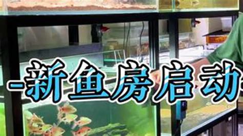 新鱼房启动啦！ 兄弟们好久不见，咱们没有退坑，最近一直忙新鱼房，新场地基本搞定了，后期希望给大家带来喜欢的视频，新鱼房做了三个鱼缸摆放方案，希望大家帮忙参考下。提提宝贵的意见。 鱼缸 玻璃缸