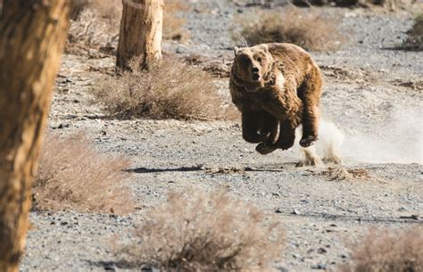 Их говьд амьдардаг цорын ганц баавгай Мазаалай