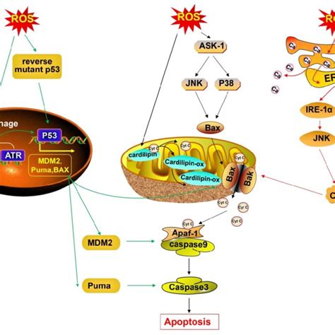 The Accumulation Of Ros Causes Cancer Cell Apoptosis Accumulated Ros