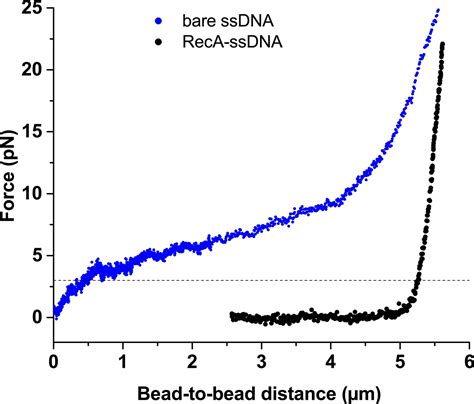 Figures And Data In A New Insight Into RecA Filament Regulation By RecX From The Analysis Of