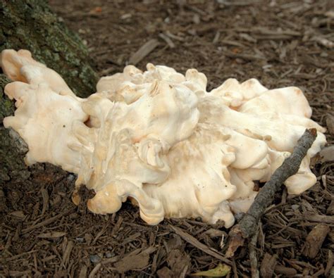 Mulch And Fungus Learn About Types Of Fungus In Mulch Gardening