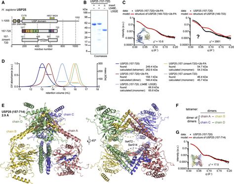The Catalytic Domain Of Usp25 Is Tetrameric A Schematic Download Scientific Diagram