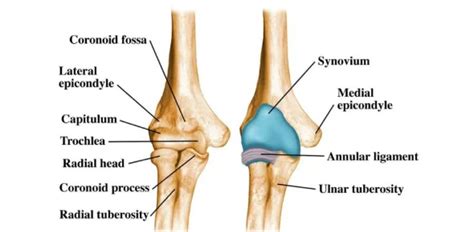 Semispinalis Capitus Origin Insertion Function Exercise Mobile