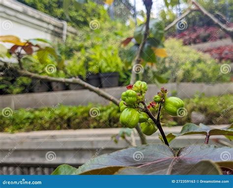 A Close Up Of Jatropha Gossypiifolia Fruit Stock Image Image Of