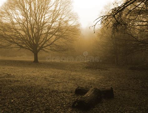 Trees Stock Photo Image Of Mist Branches Outdoors