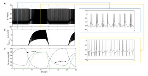 Dynamics Of Coupled Neurons In Drosophila Brain Over 24 H Cycles A