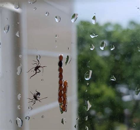 Found In Singapore R Whatsthisbug