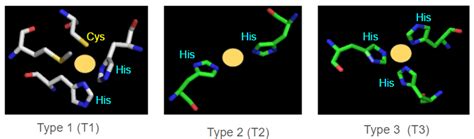 Ascorbate Oxidase