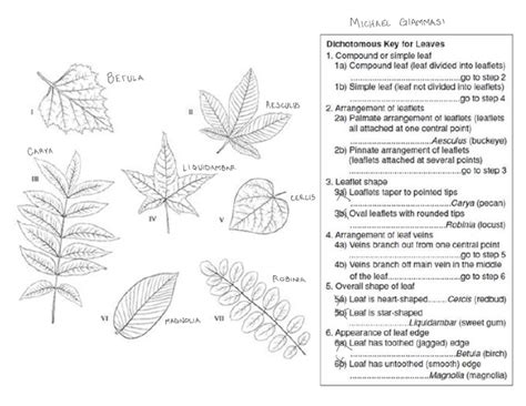 Dichotomous Keypdf Pdf