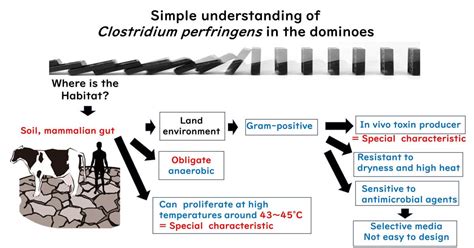 Clostridium Perfringens How To Prevent Food Poisoning From The Cafeteria Germ In Bulk Meal