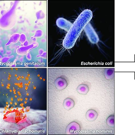 Examples Of The Most Prevalent Sexually Transmitted Pathogens In The