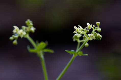Galium Elegans Eflora Of India