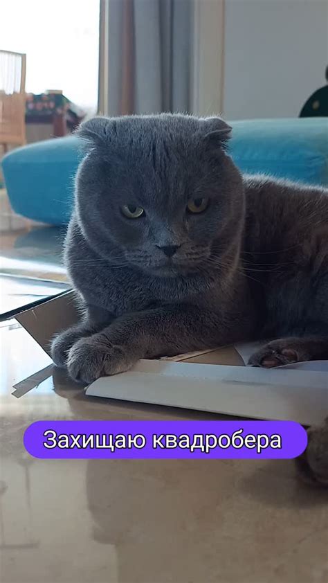 Леся Думка пухнастеблагословеня кіт котик гумор стендап сміх британець