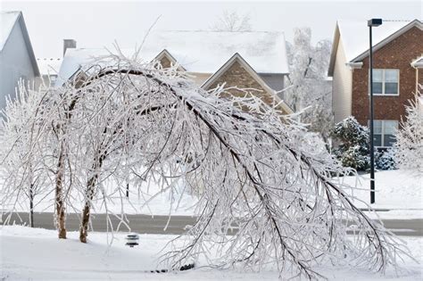 Trees On A Street Covered With Ice Stock Image Colourbox