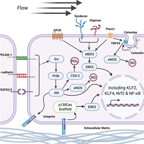 Flow Patterns Within Continuous And Disturbed Cell Culture Conditions Download Scientific
