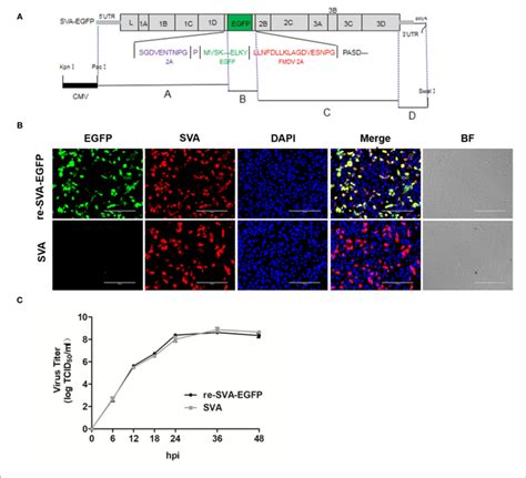 Schematic Diagram Of The Full Length Sva Genome And Generation Of Download Scientific Diagram