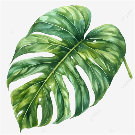 수채화 필로덴드론 열대 잎 잎 자연 식물의 Png 일러스트 및 이미지 에 대한 무료 다운로드 Pngtree