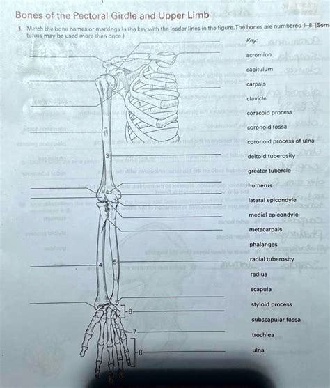 Bones Of The Pectoral Girdle And Upper Limb 1 Match The Bone Names Or Markings In The Key With
