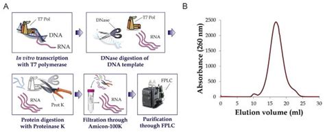 Native Purification And Analysis Of Long Rnas Pmc