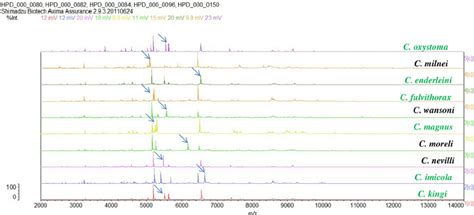 Maldi Tof Vitek Mass Spectra In The Range Of 2 To 14 Kda Of 10