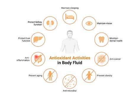 Antioxidant Activities Biorender Science Templates