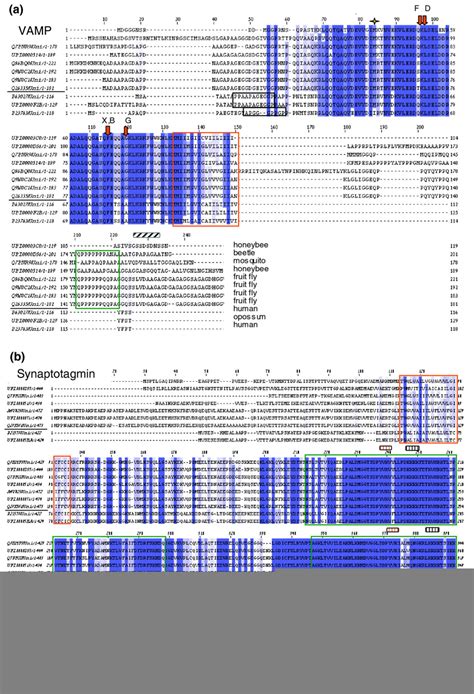 Multiple Sequence Alignments Using For Vamp And Synaptotagmin The