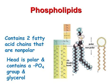 Lecture 2 Pm Cellular Membranesstructureppt Free Download