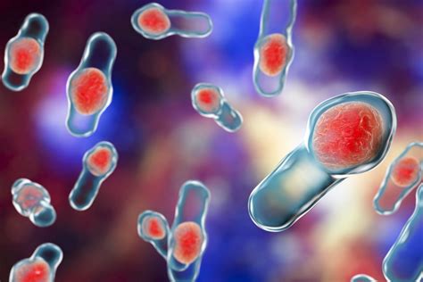 Intestinal C Difficile Infection Supported By Antibiotic Resistant Gut