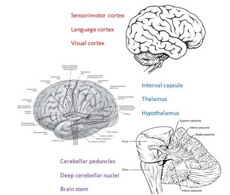 Scale Peripheral Brain