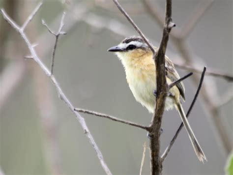 Sharp Tailed Tyrant By Brunodidi On Deviantart