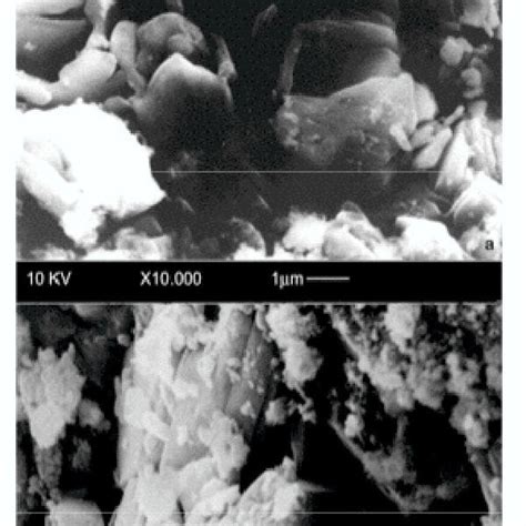 Electron Scanning Micrographs Of Pure Powders Electron Scanning