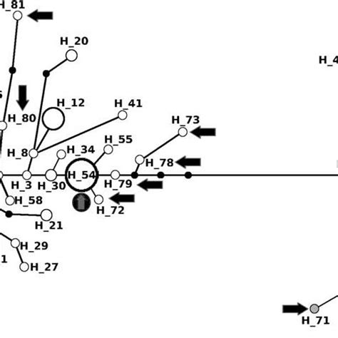 Median Joining Network Based On 408 Bp Of The Mitochondrial Control