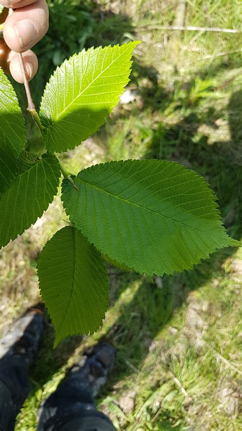 Elm Tree Id Tree Identification Pictures Arbtalk The Social Network For Arborists