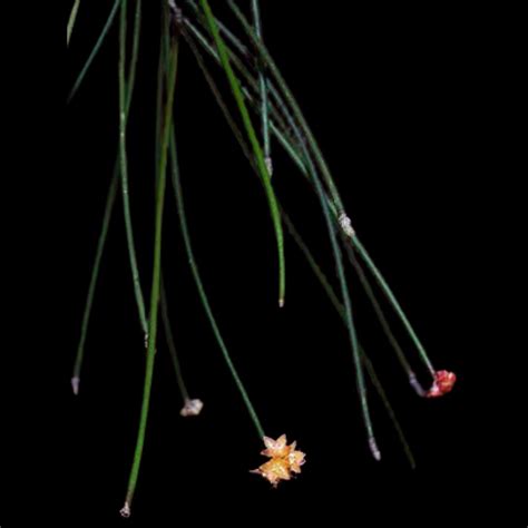 Hoya Spartioides La Foresta Orchids