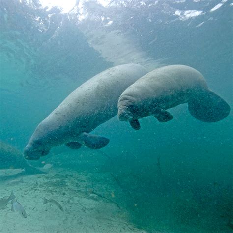 Manatee Classification Chart