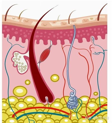 维生素家族或改变着你的颜值，和头屑脱发都有关系 知乎
