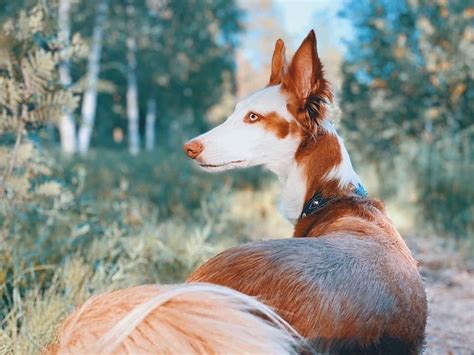 Best 13 Polish Hound Ogar Polski Dogs Hunting Artofit