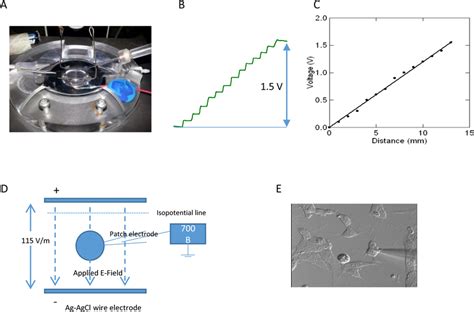 Whole Cell Patch Clamp Recording Of The Cultured Neural Stem Cell In