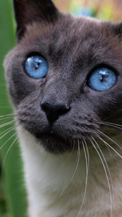 Why Are Siamese Cats Cross Eyed Are Crossed Eyes Normal For A Siamese