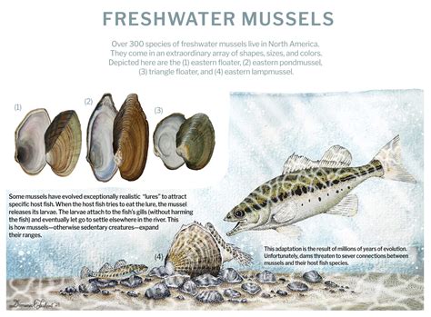 A Quest For Clean Water Via Freshwater Mussels Colby News